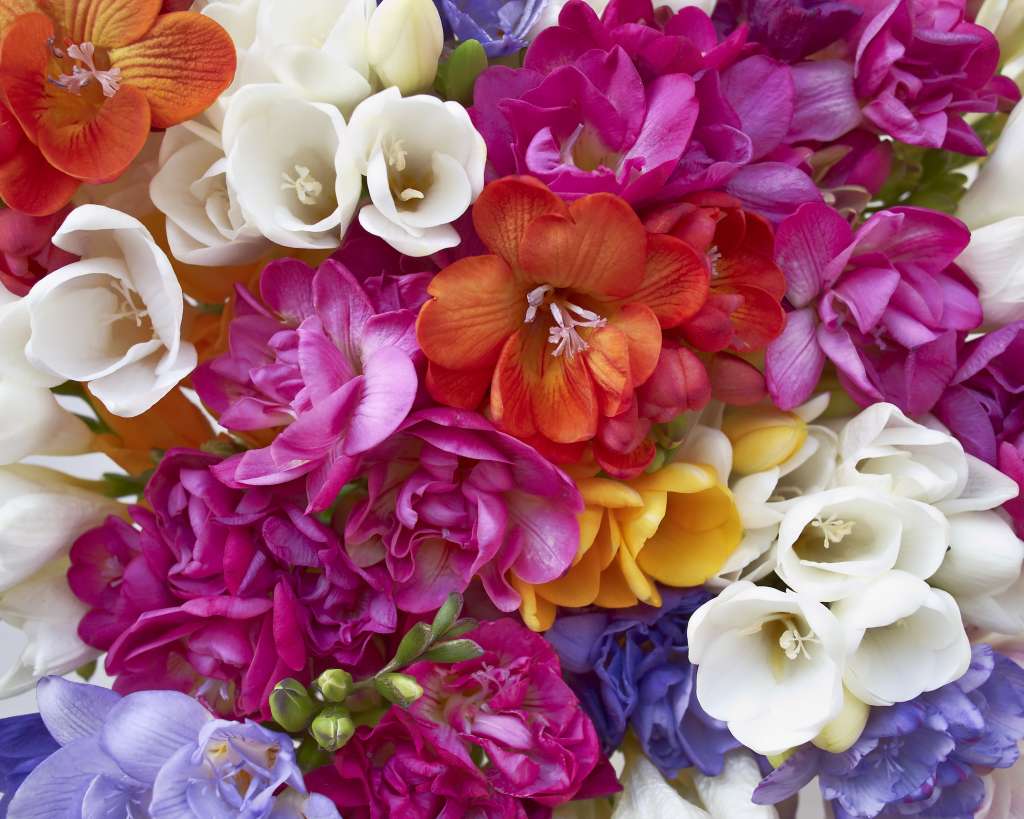 Fragrance: South African Freesia - American Candle Supplies